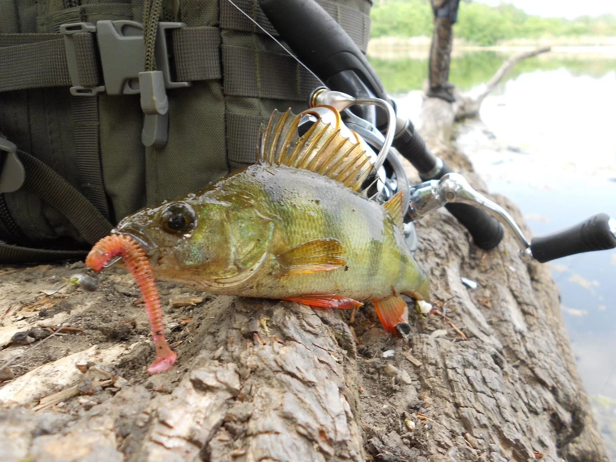 Обзор Crazy Fish Vibro worm 2"